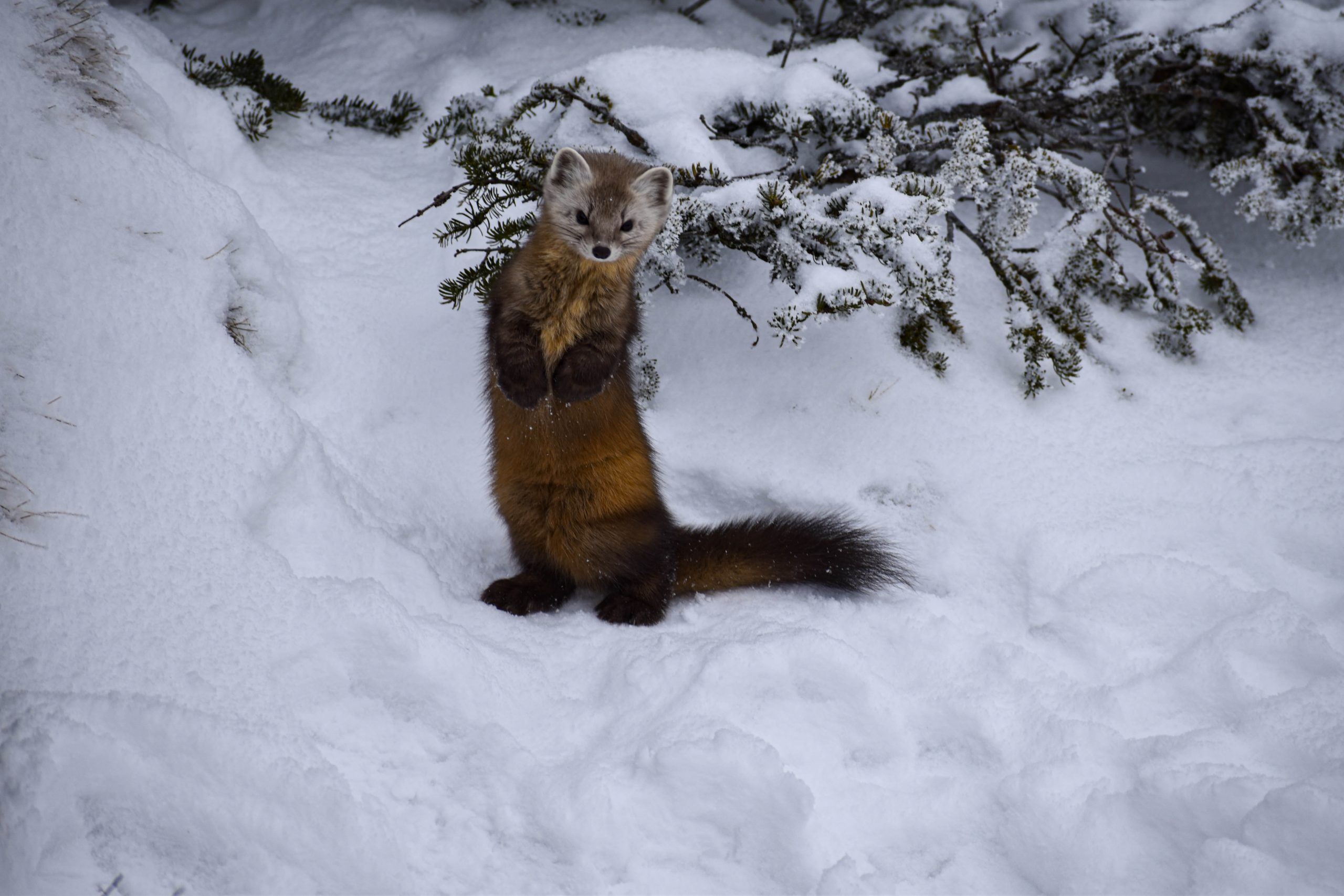 Marten on the mountain | News, Sports, Jobs - Adirondack Daily Enterprise